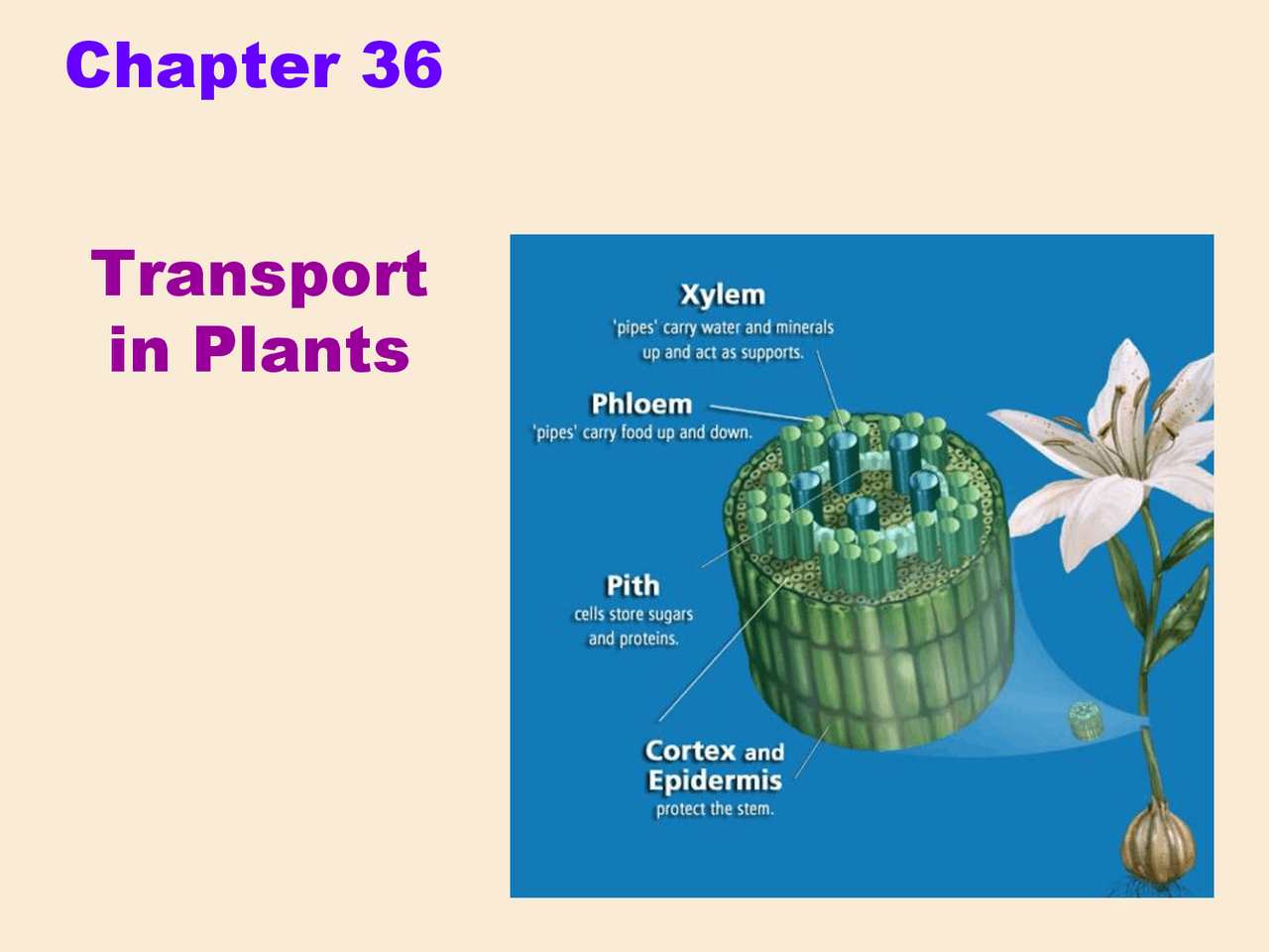 Transport In Plants Biology For Science Majors Ii Lecture Slides
