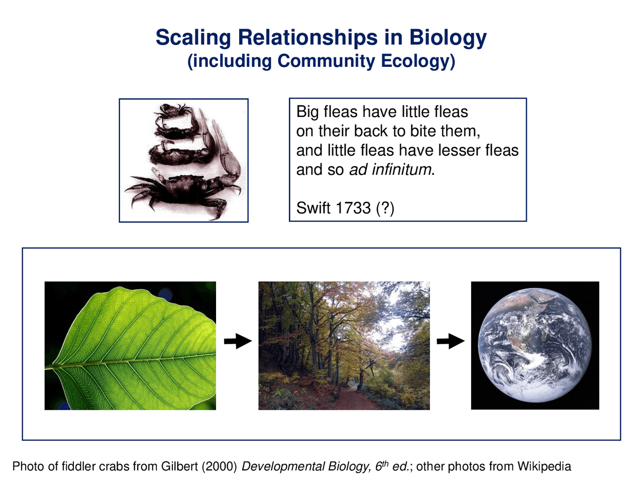 Scaling - Community Ecology - Lecture Slides - Docsity