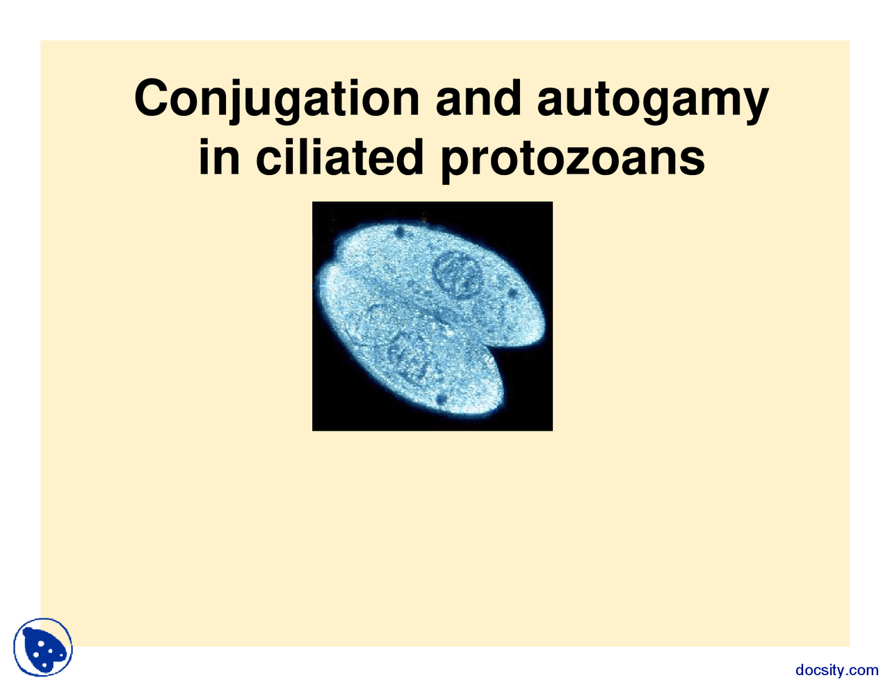 Conjugation and Autogamy - Health - Lecture Slides - Docsity