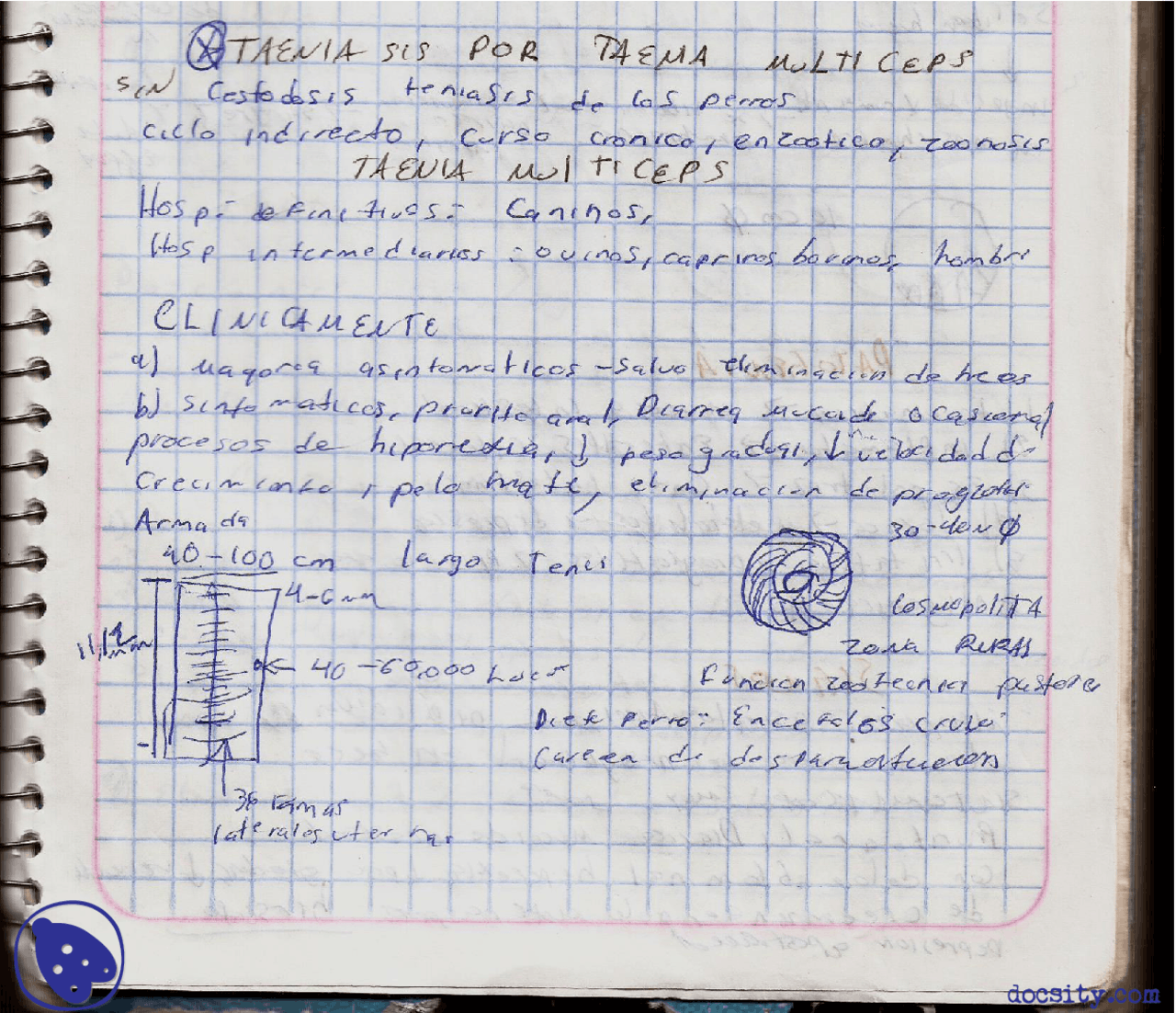 Apuntes sobre la Taenia Multiceps - Docsity