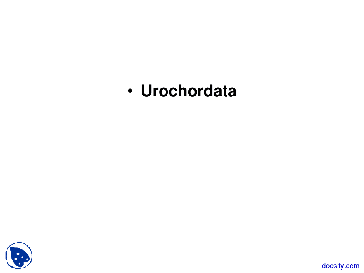 Urochordata Slide