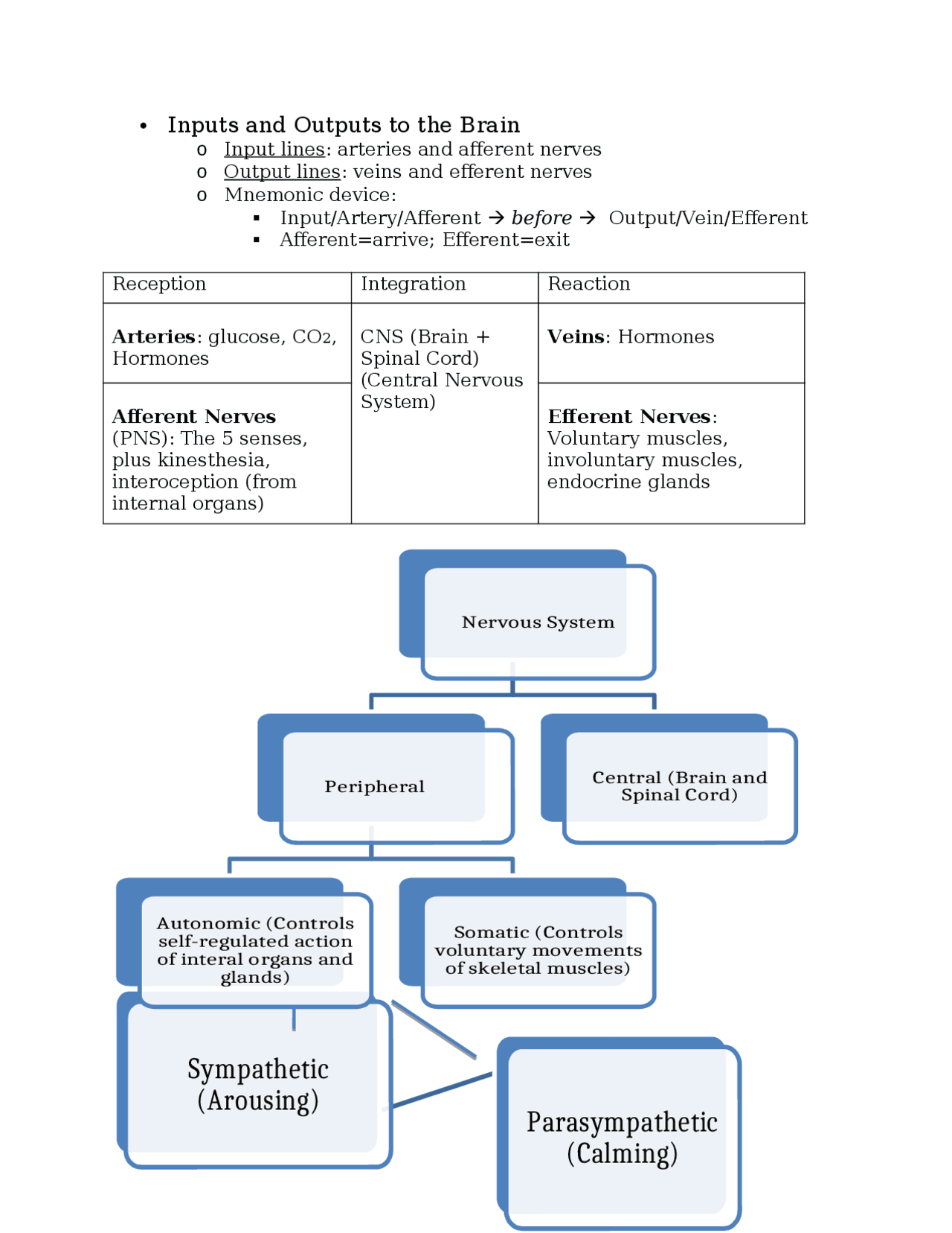 The Inputs and Outputs to the Brain - Lecture Slides | PSY 101 - Docsity
