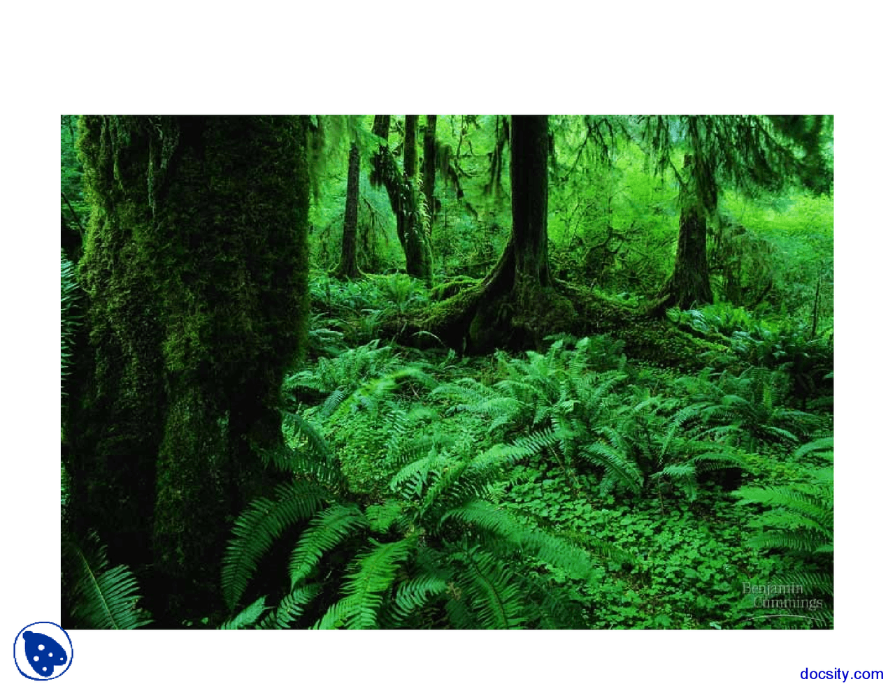 Photosynthesis Honors Biology Lecture Slides Slides Biology Docsity