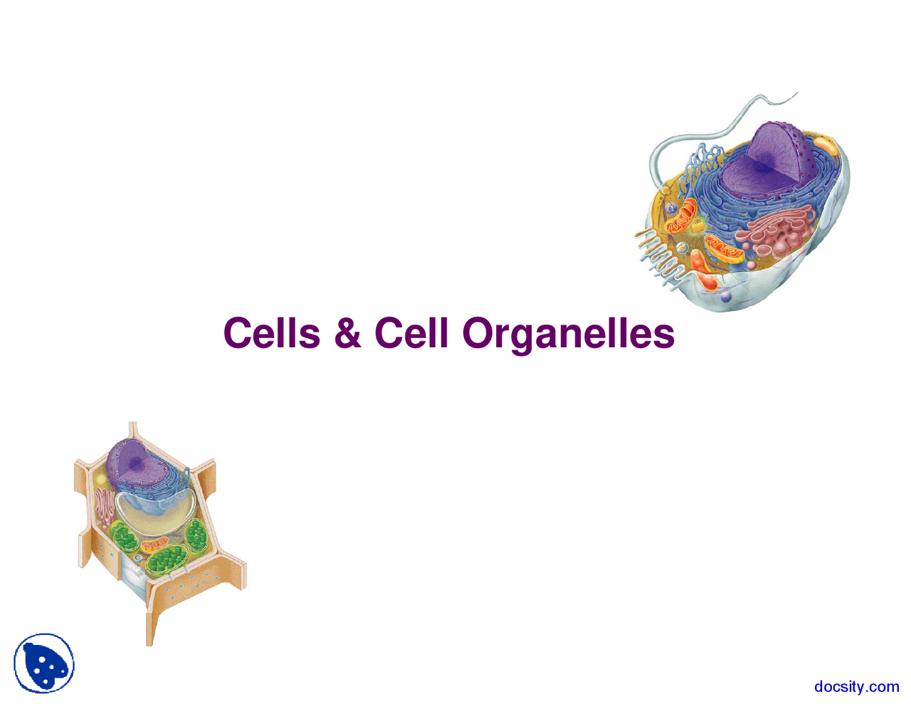 Cells And Cell Organelles Honors Biology Lecture Slides Slides