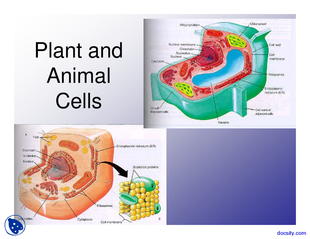Plant and Animal Cells - Biology - Lecture Slides - Docsity