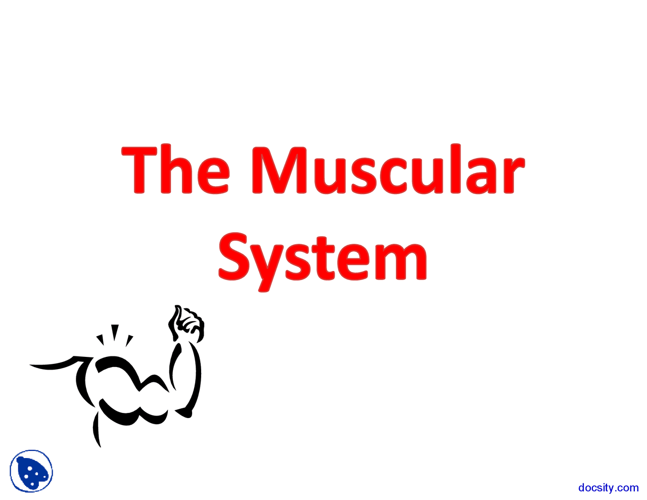 Muscular System Biology Lecture Slides Docsity
