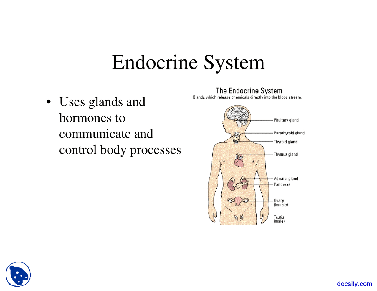 Endocrine System Biology Lecture Slides Slides Biology Docsity