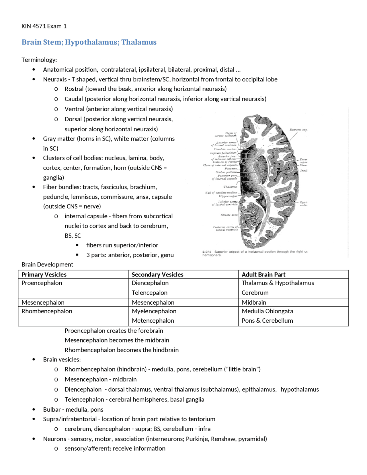 Exam I Brain Stem Docsity