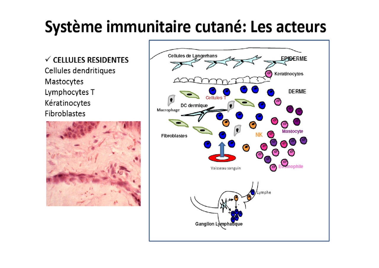Notes sur le système immunitaire cutané - Docsity