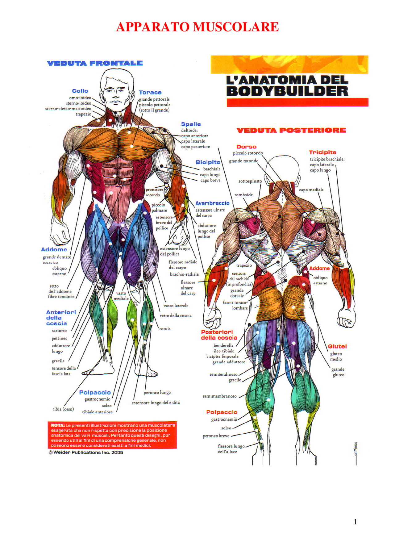 Apparato Muscolare - Appunti di anatomia - Docsity