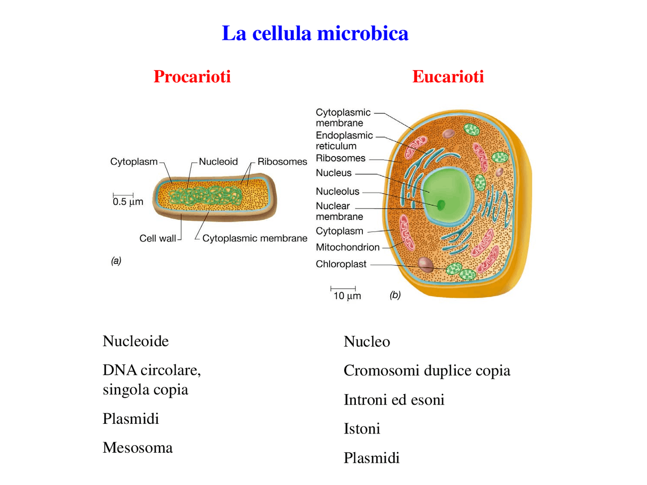 Cellula microbica | Dispense di Microbiologia - Docsity