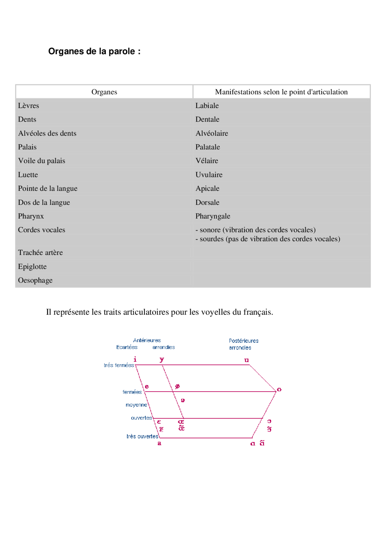 Notes Sur Les Organes De La Parole Notes Communication Analogique