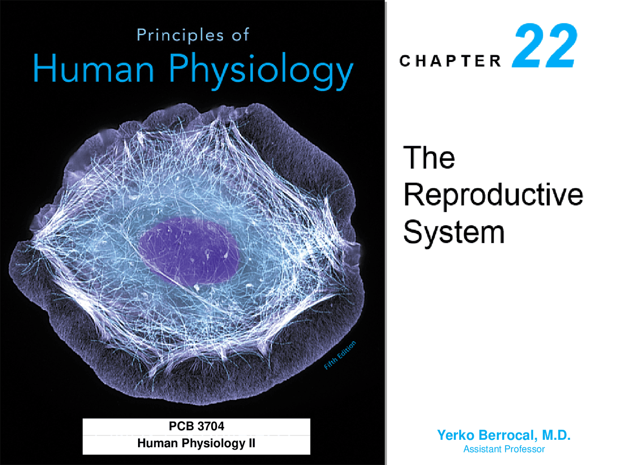 The Reproductive System in Human Physiology II - Lecture Slides | PCB ...