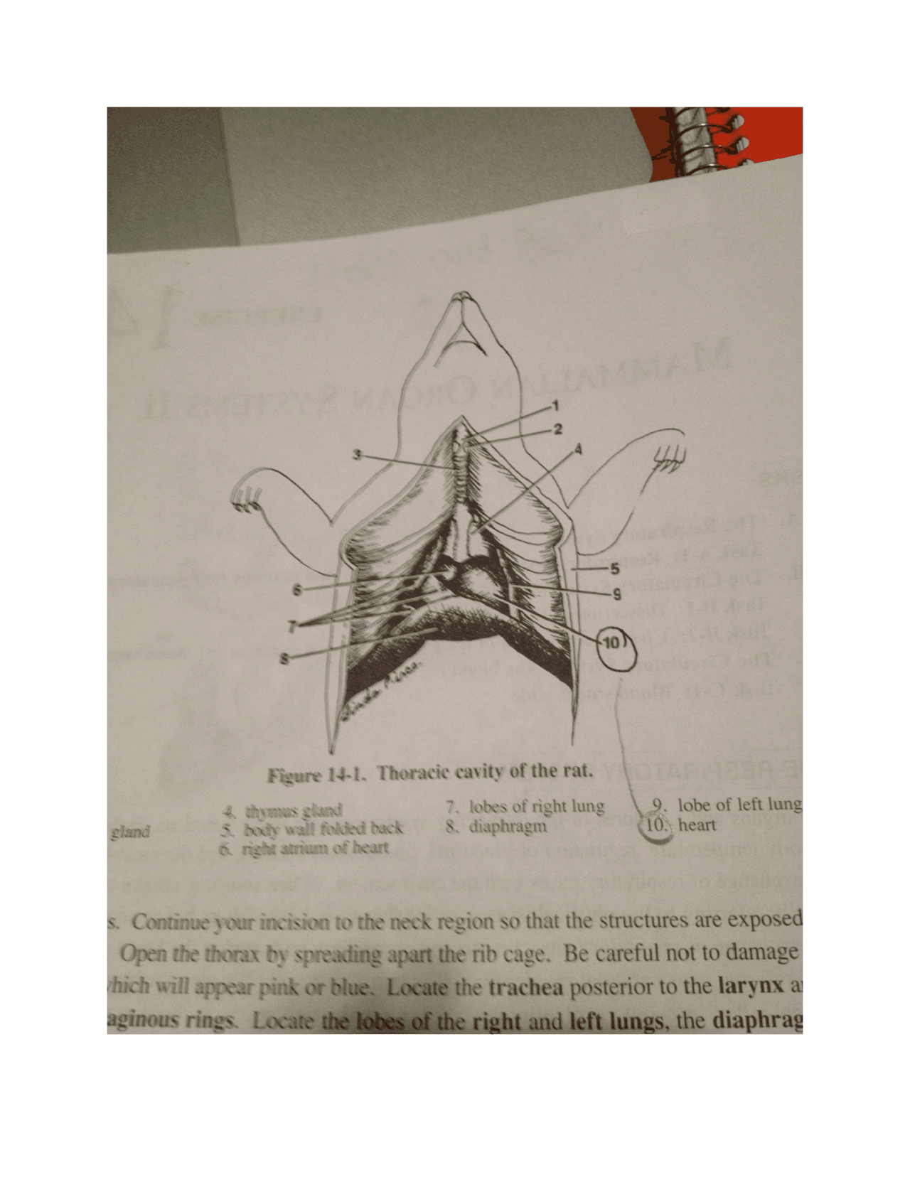 Anatomy of Rat - Organismal Biology - Lecture Notes | BIOL 1031 - Docsity