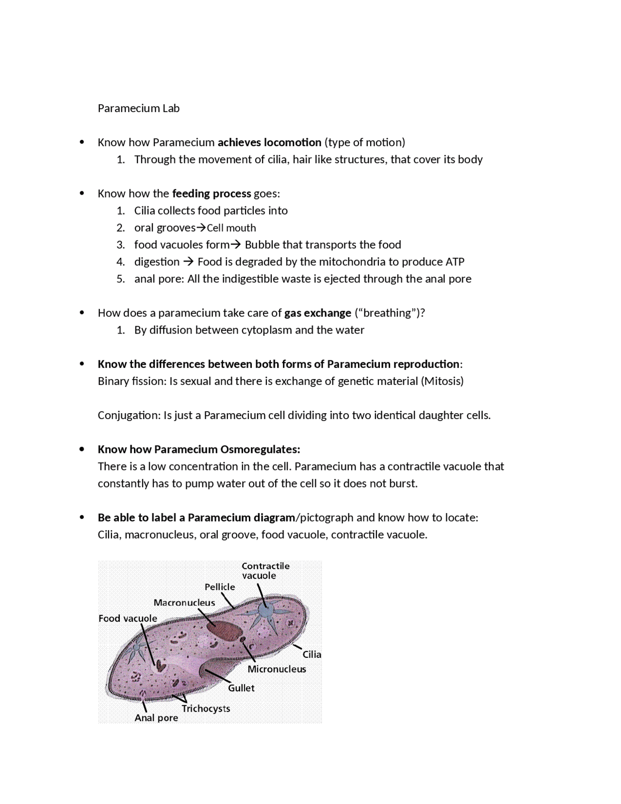 Paramecium in Principles of Biology - Laboratory | BSC 1005L - Docsity