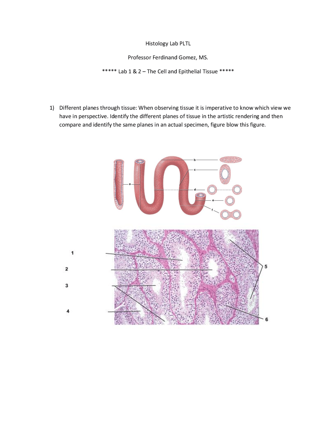 The Cell and Epithelial Tissue - Histology Lab | ZOO 3753L - Docsity