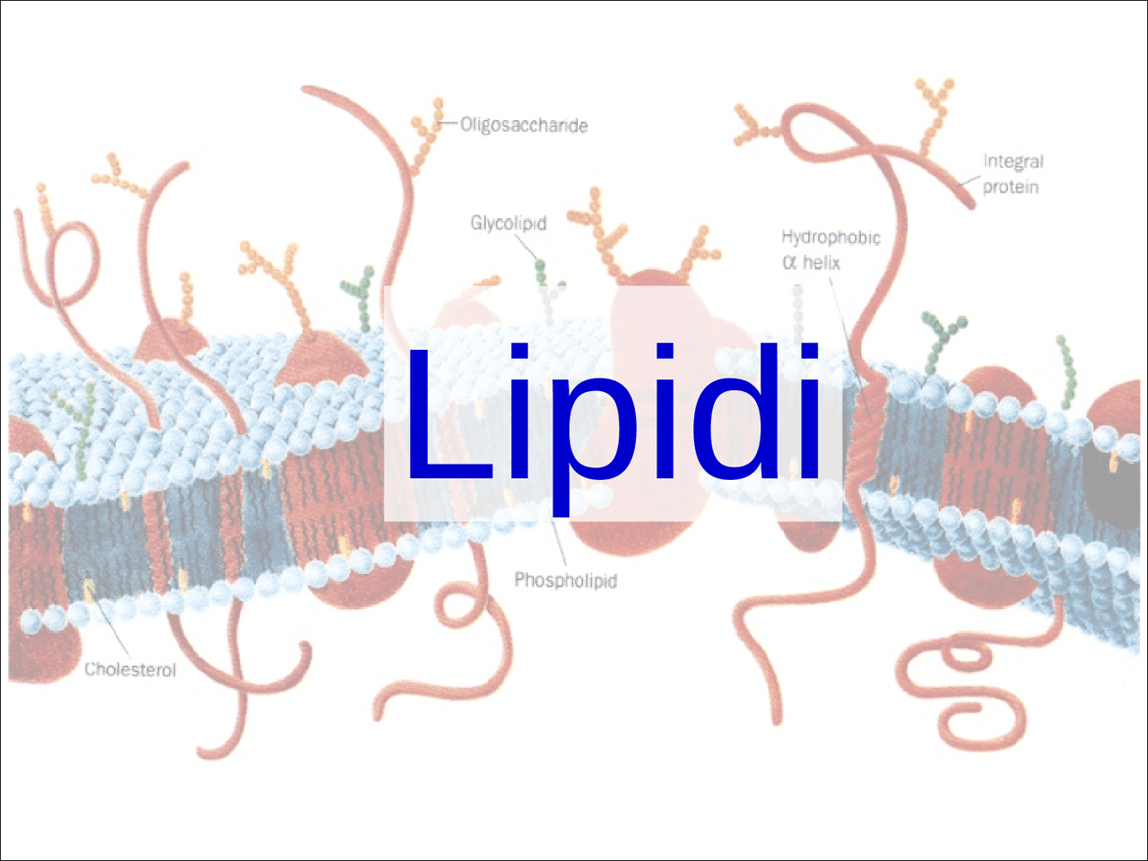 Lipidi 1 Docsity