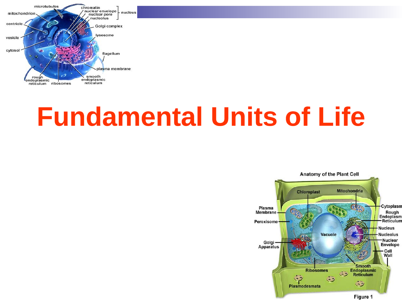 Fundamental Units of Life: Cells, Prokaryotic and Eukaryotic | BIO 111L ...