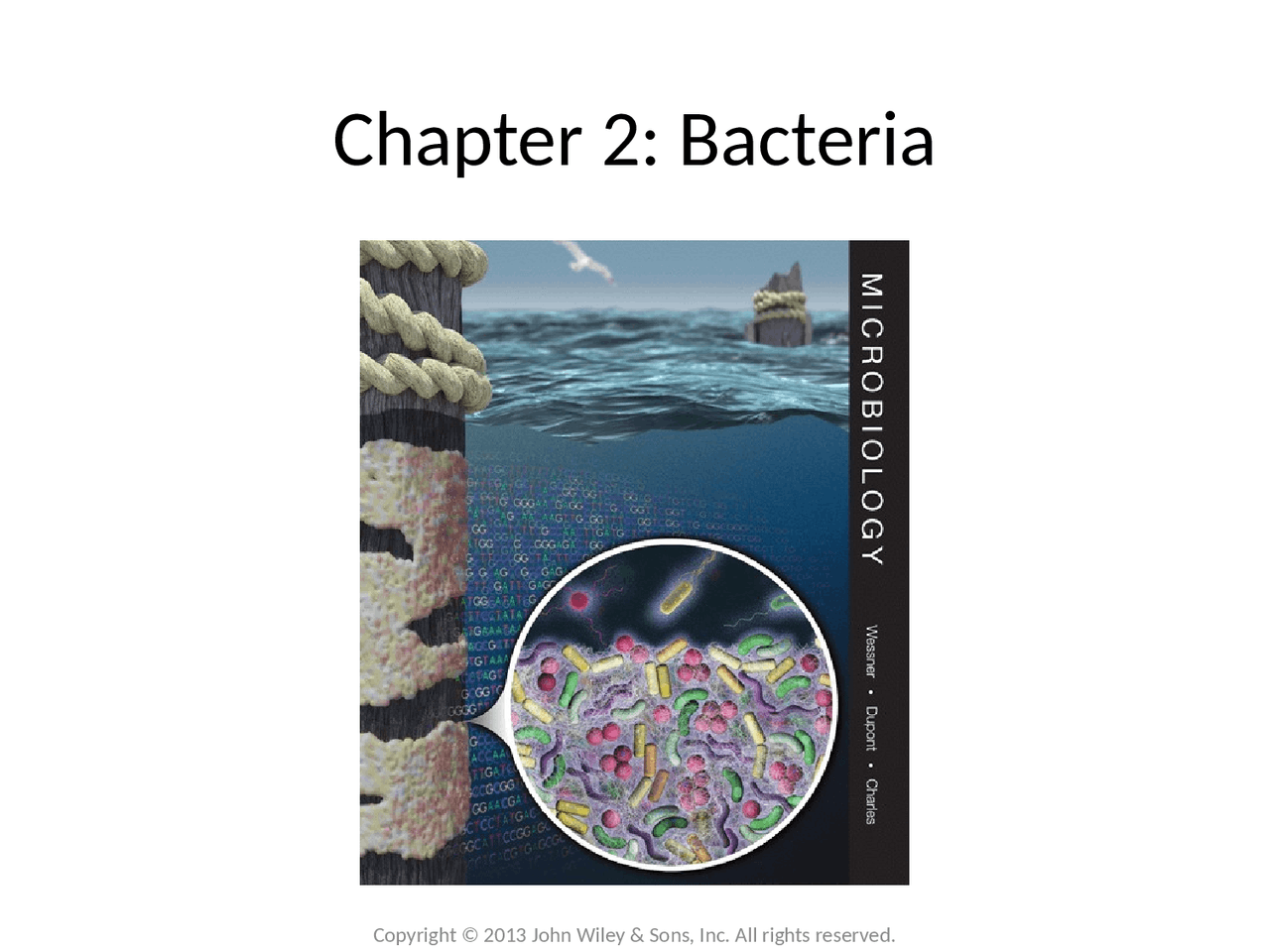 Bacteria - General Microbiology - Notes | BIO 3304 - Docsity