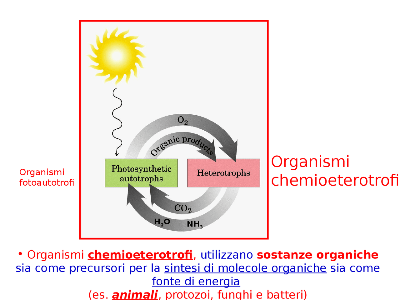 Basi Fondamentali Di Biochimica Docsity