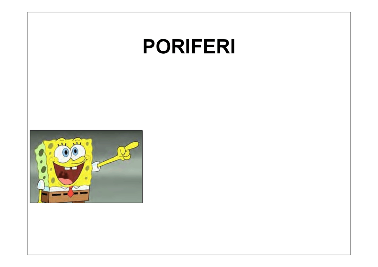 Poriferi Docsity