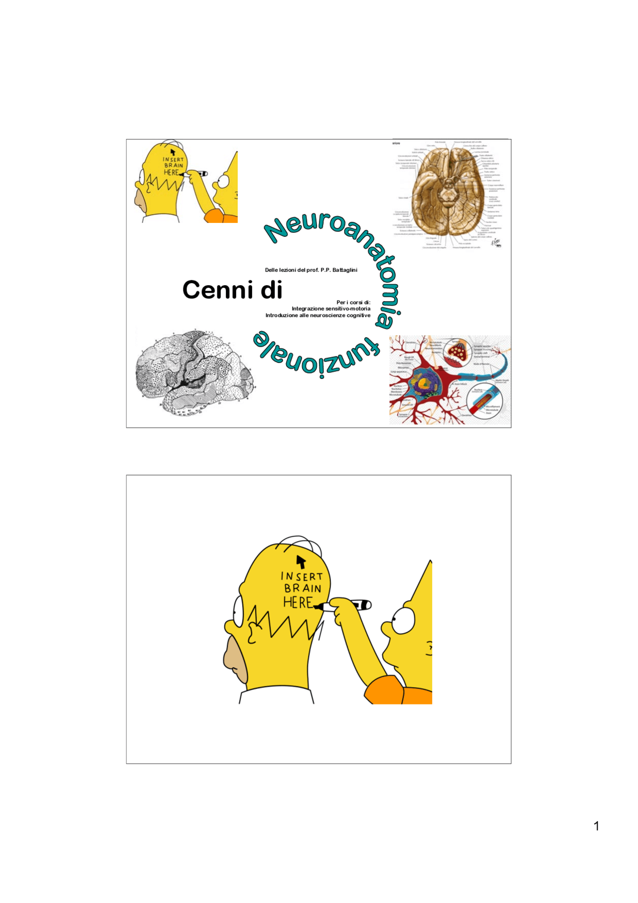 Schemi Di Neuroscienze Neuroanatomia Schemi E Mappe Concettuali Di