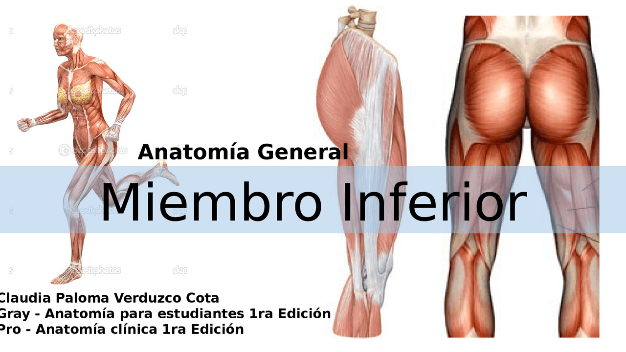 Miembro Inferior Anatomía Diapositivas De Anatomía Docsity