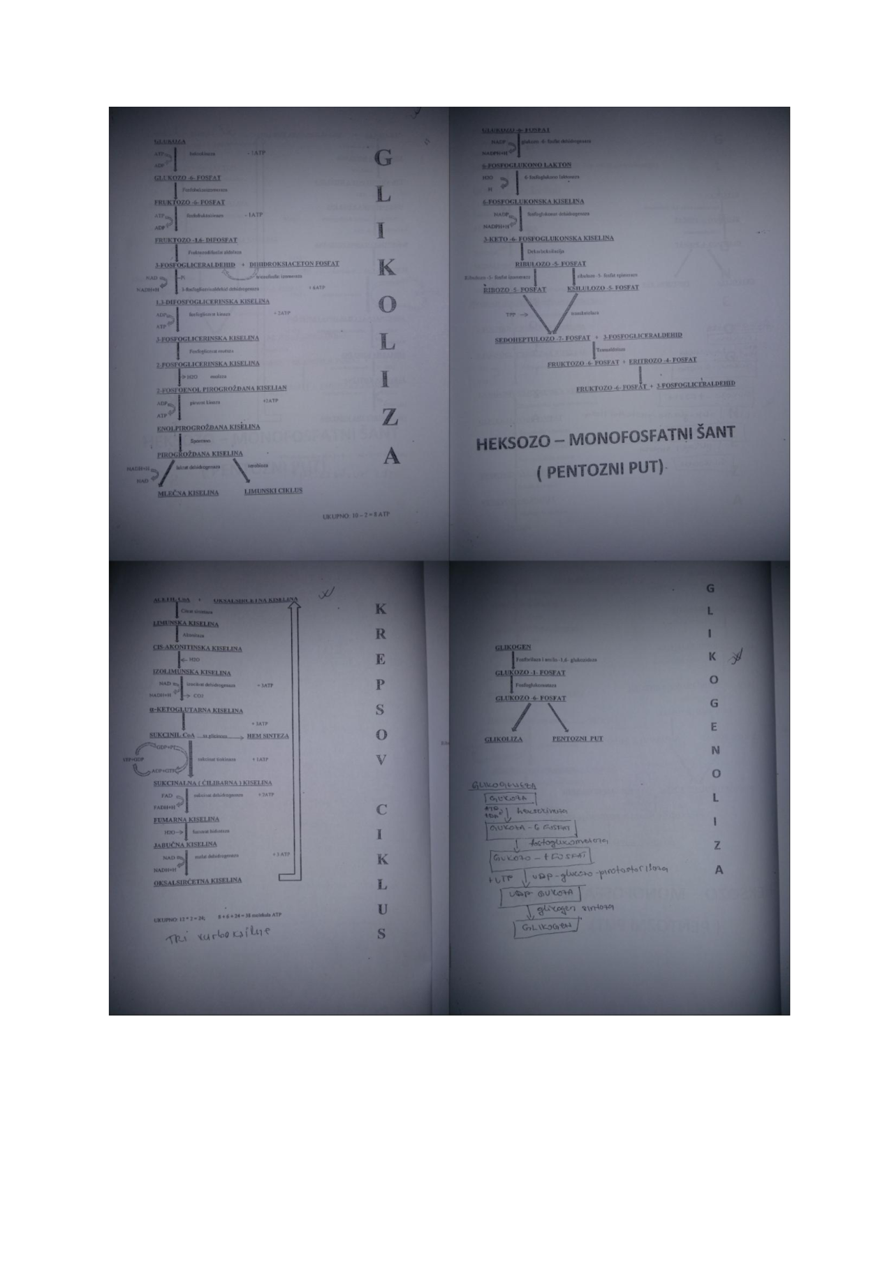Trijaze Biohemija Vežbe Predlog Medicinska Biohemija Docsity
