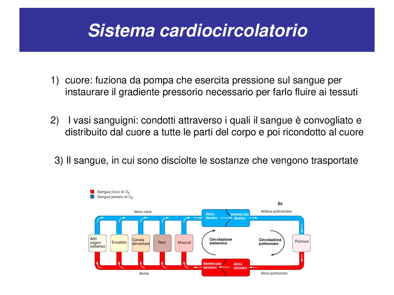 Sistema Cardiocircolatorio Dispense Di Fisiologia Docsity