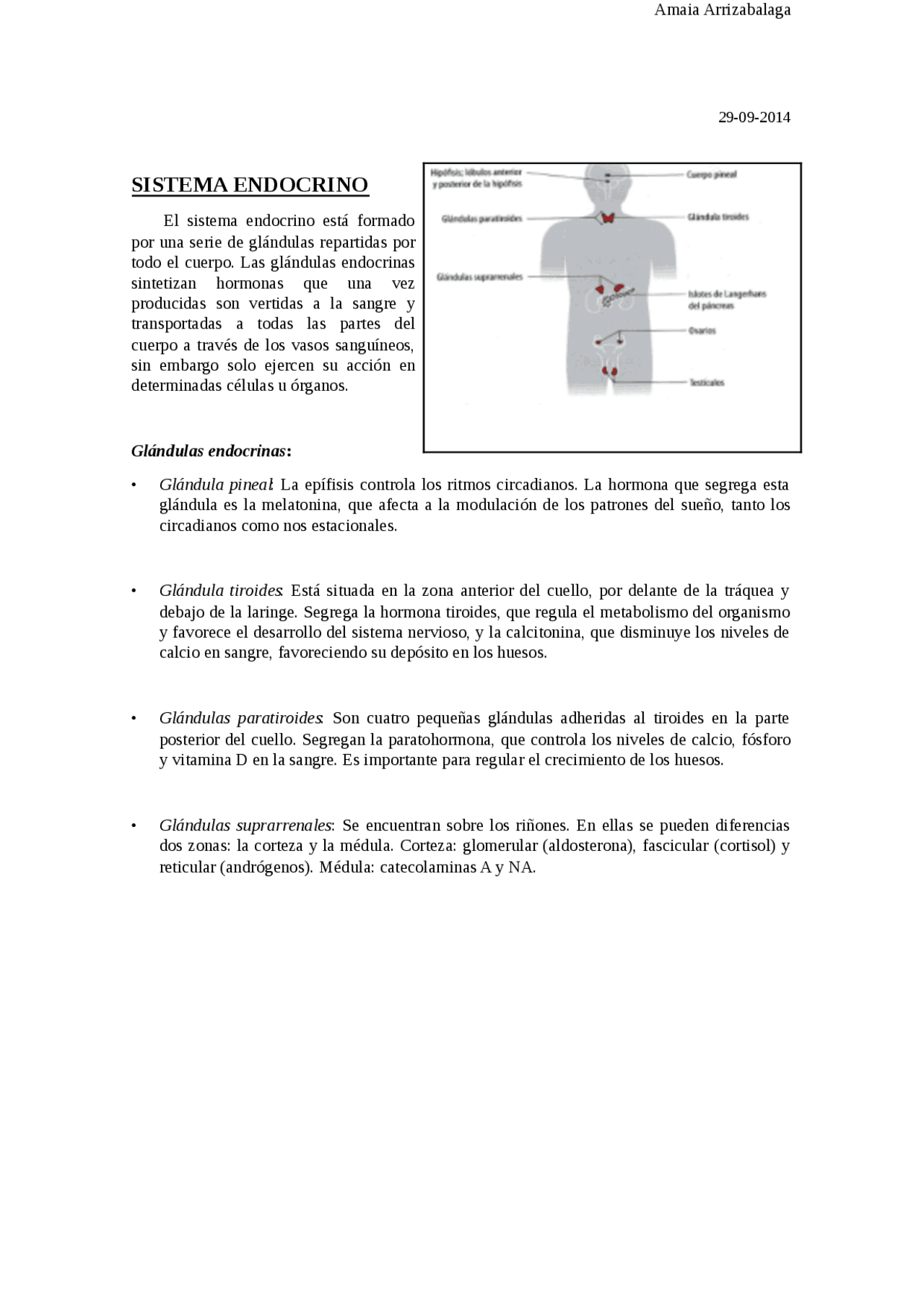 Sistema Endocrino Apuntes De Anatomía Docsity