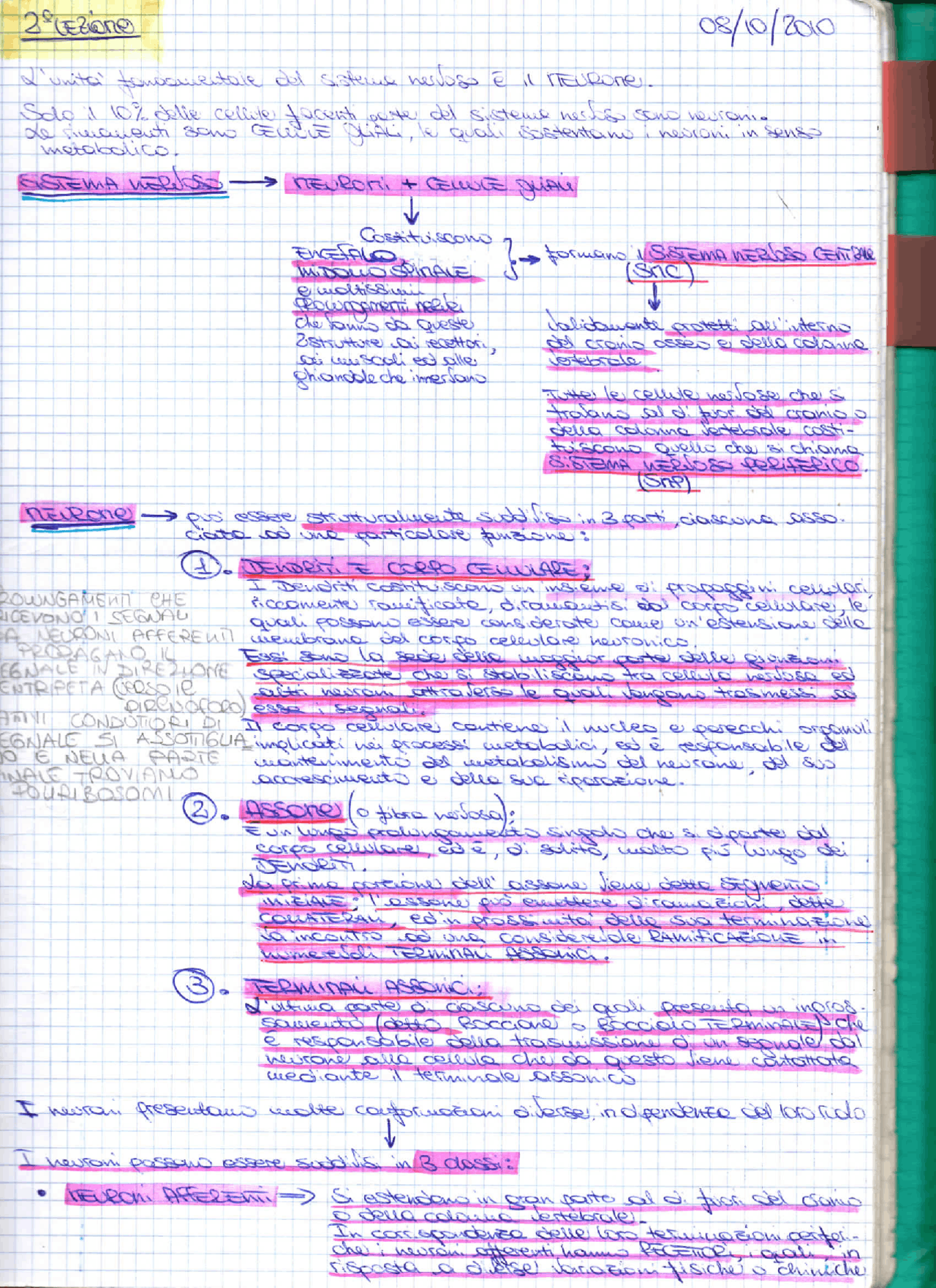 Sistema Nervoso Docsity