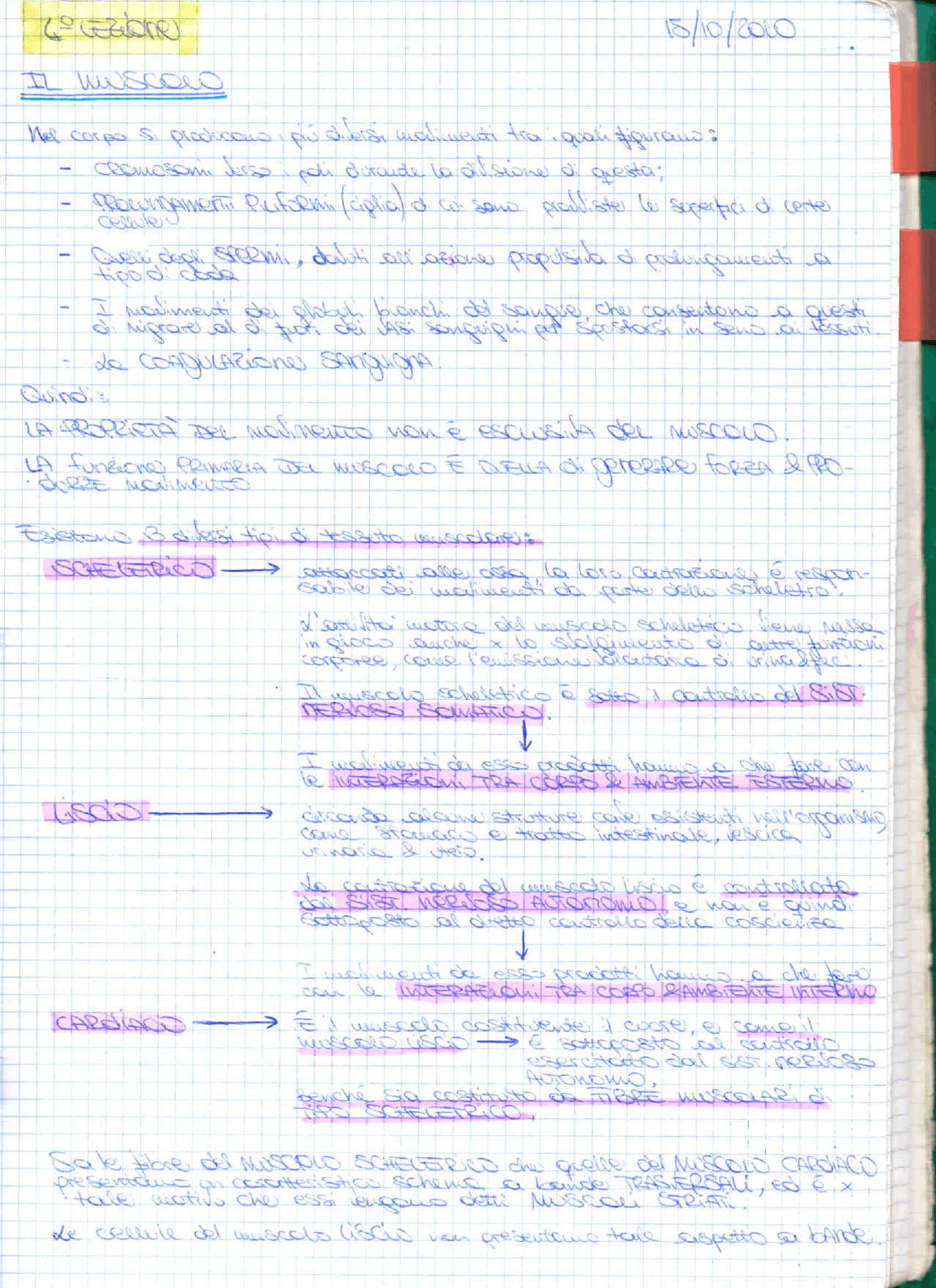 Il Muscolo Docsity