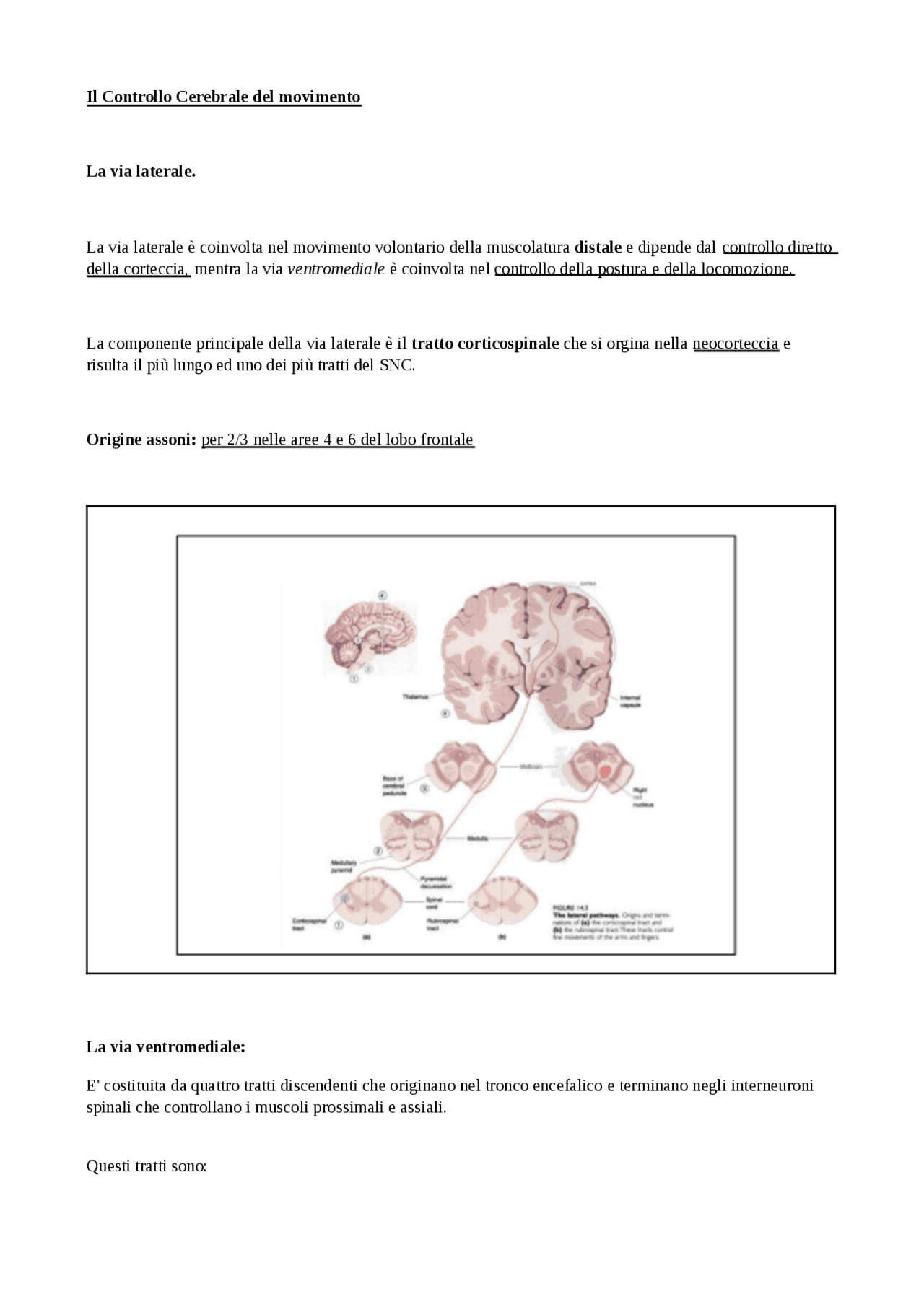 Riassunto Esplorando Il Cervello Docsity