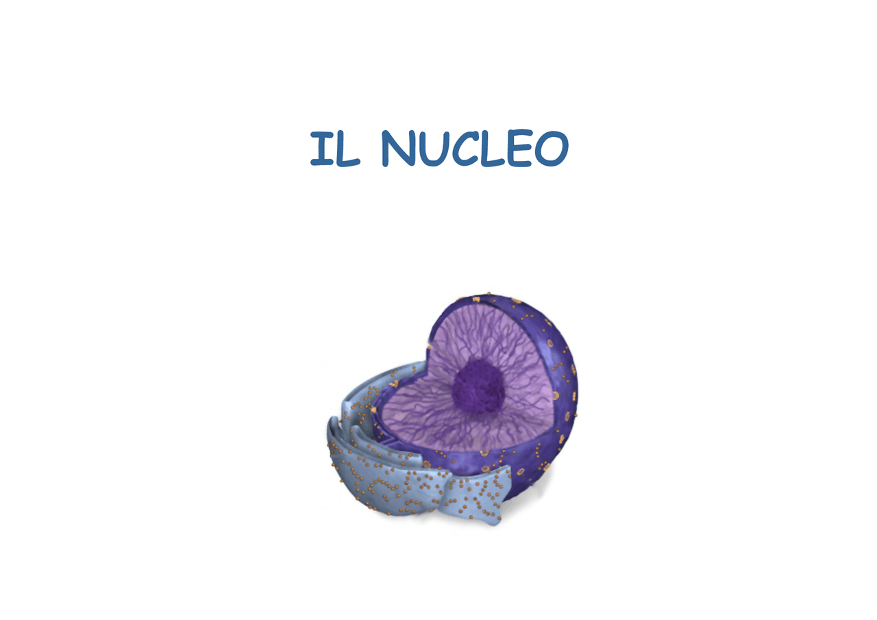 10 Nucleo Docsity