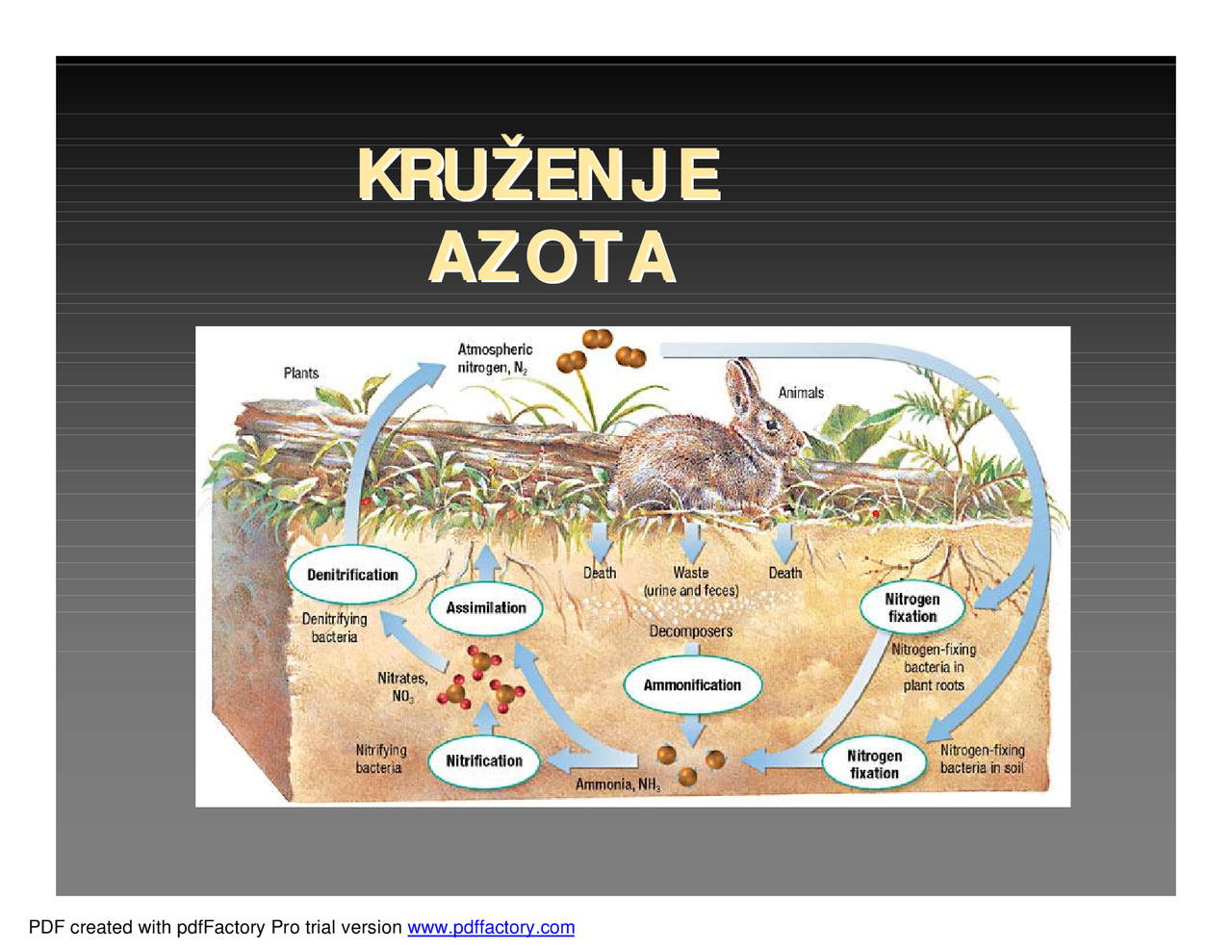 Kruženje azota: amonifikacija, nitrifikacija, denitrifikacija ...