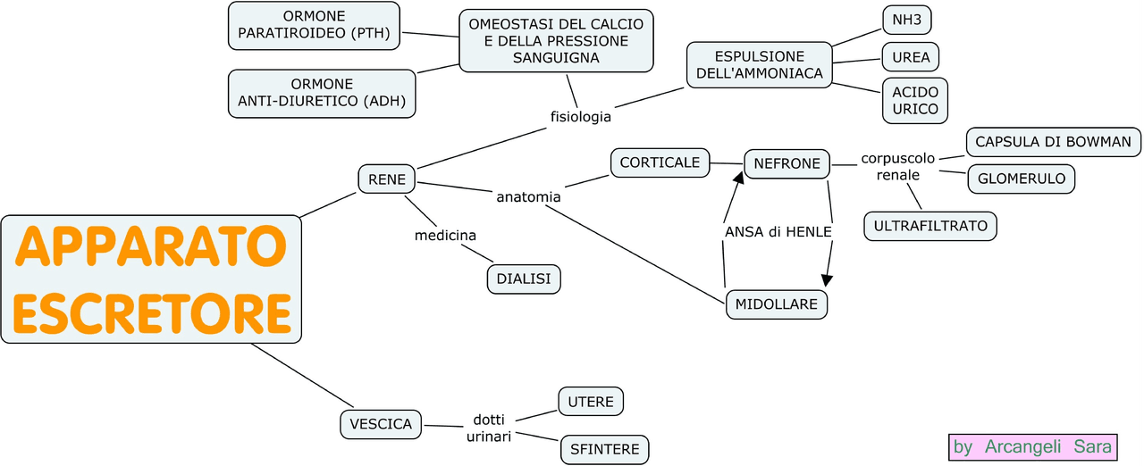 Schema Del Sistema Escretore Primaria Apparato Escretore Risorse