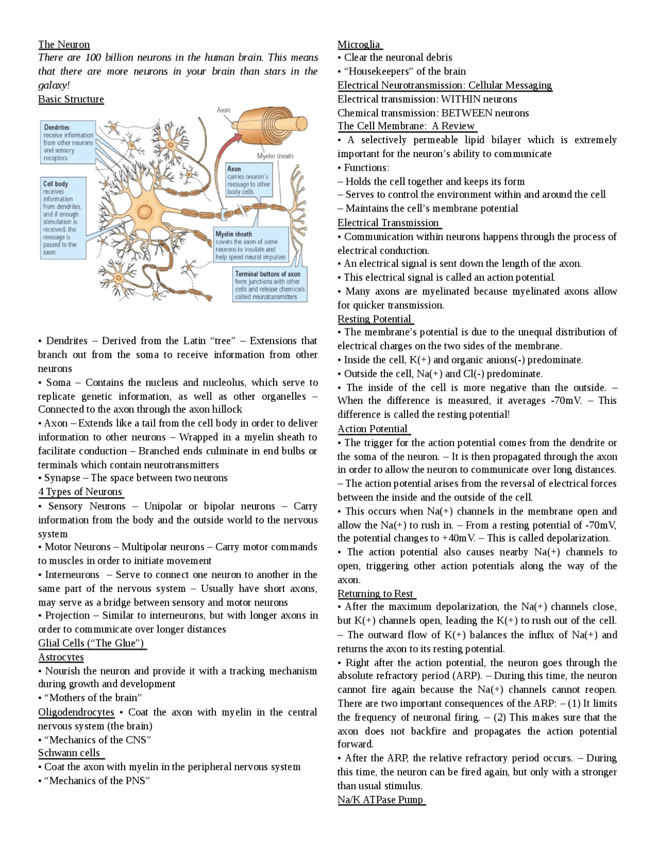 Neurons Brain Docsity