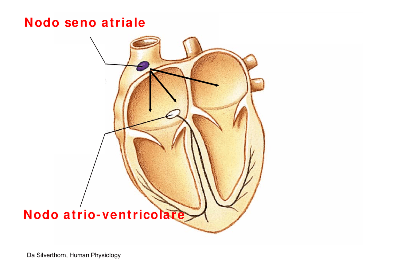 Elettrocardiogramma (ECG): Anatomia, Fisiologia e Interpretazione ...
