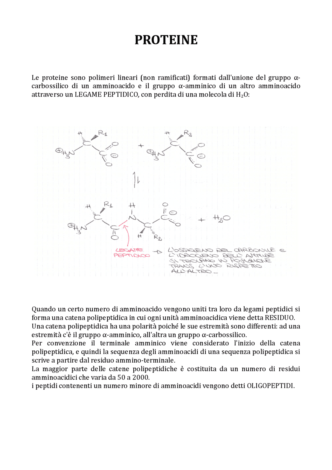 Biochimica Proteine Docsity