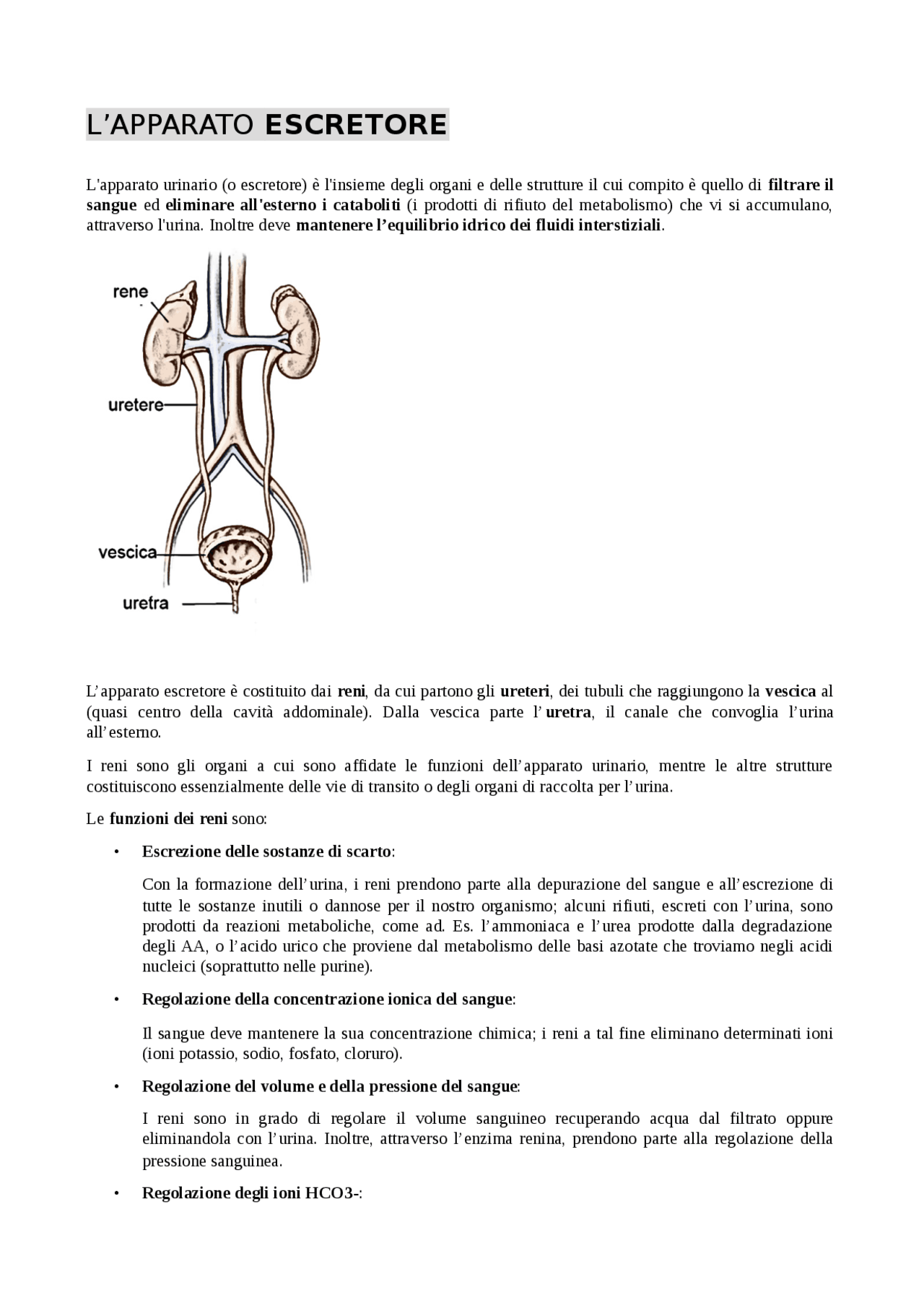 Apparato escretore e il rene - Docsity