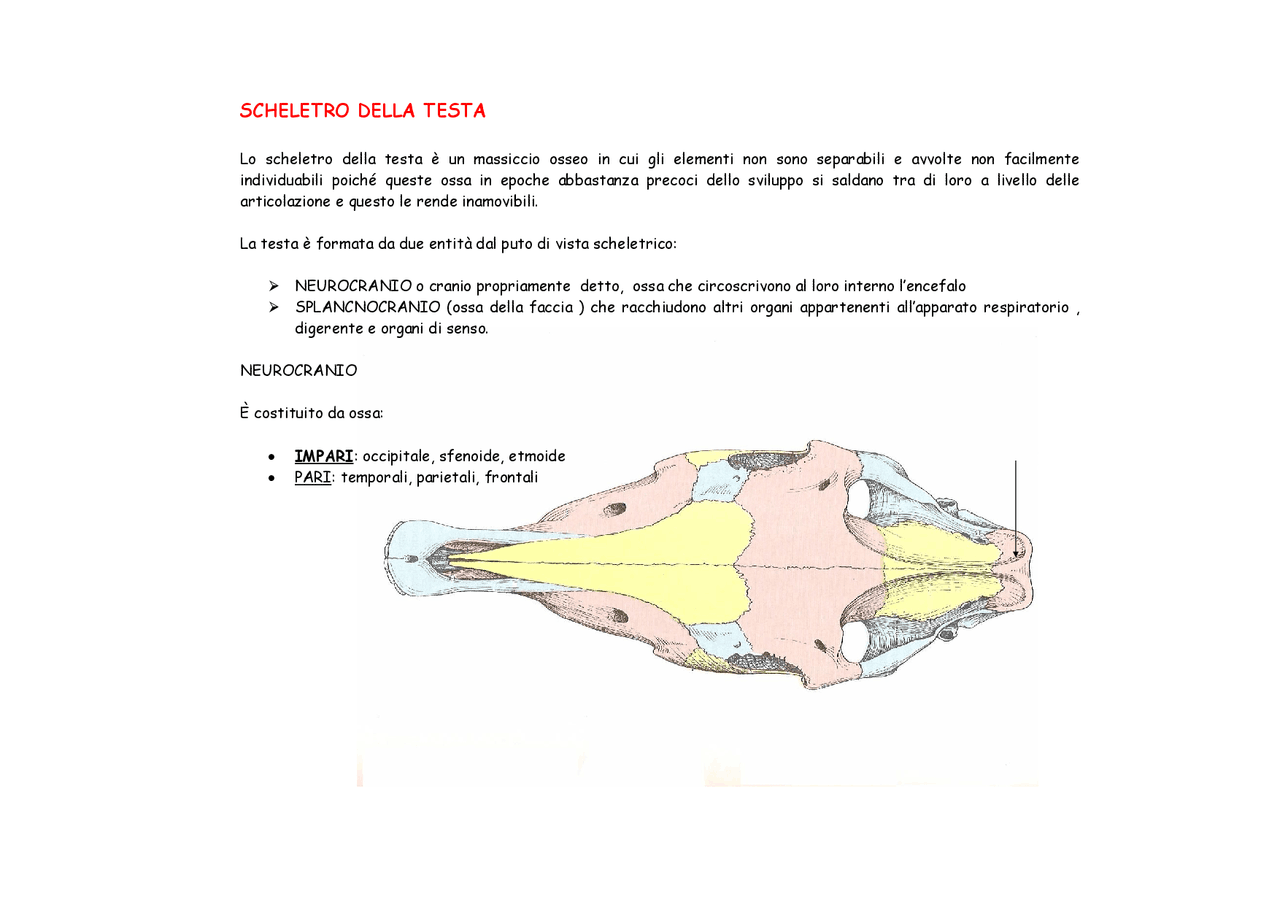 OSTEOLOGIA- SCHELETRO DELLA TESTA - Docsity