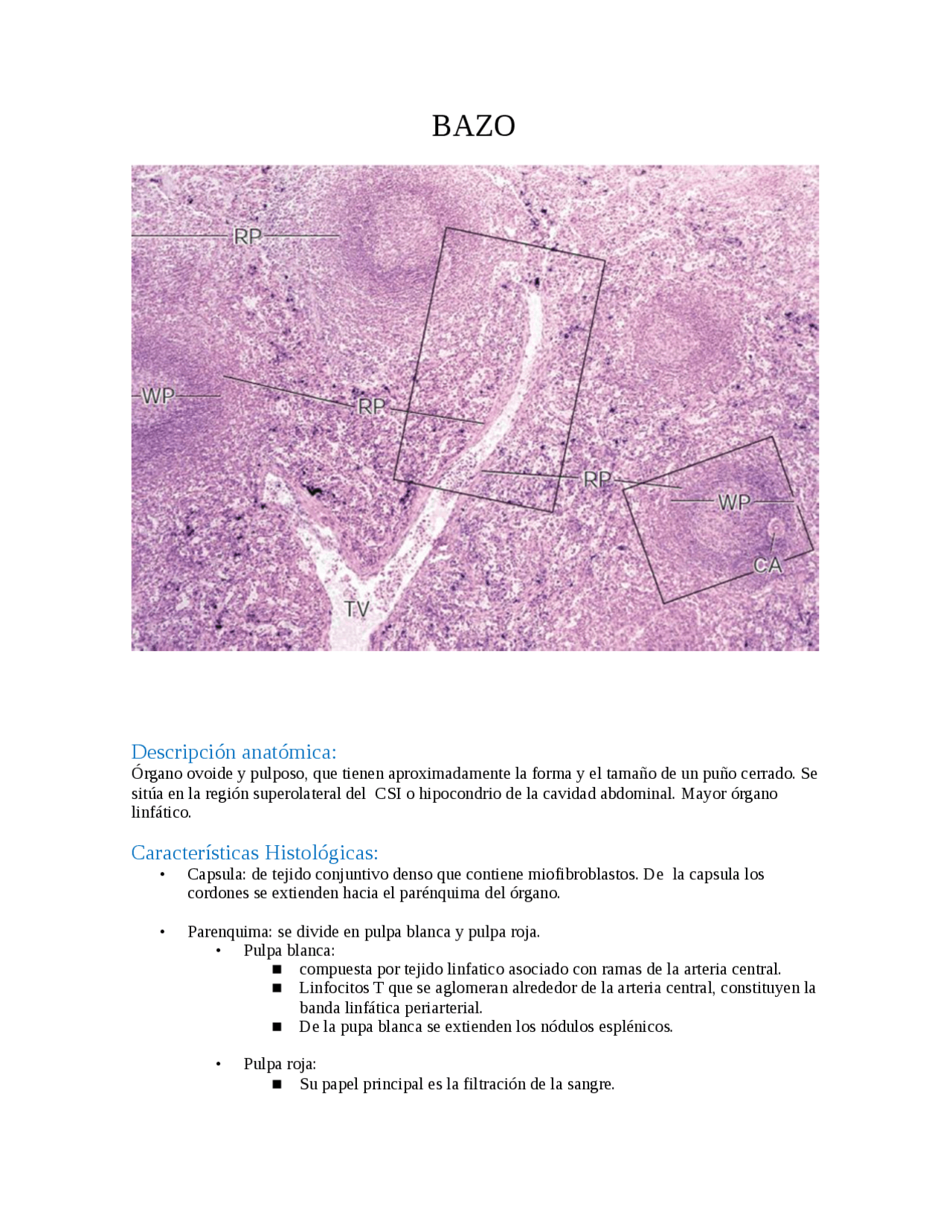 Histologia bazo laminilla - Docsity