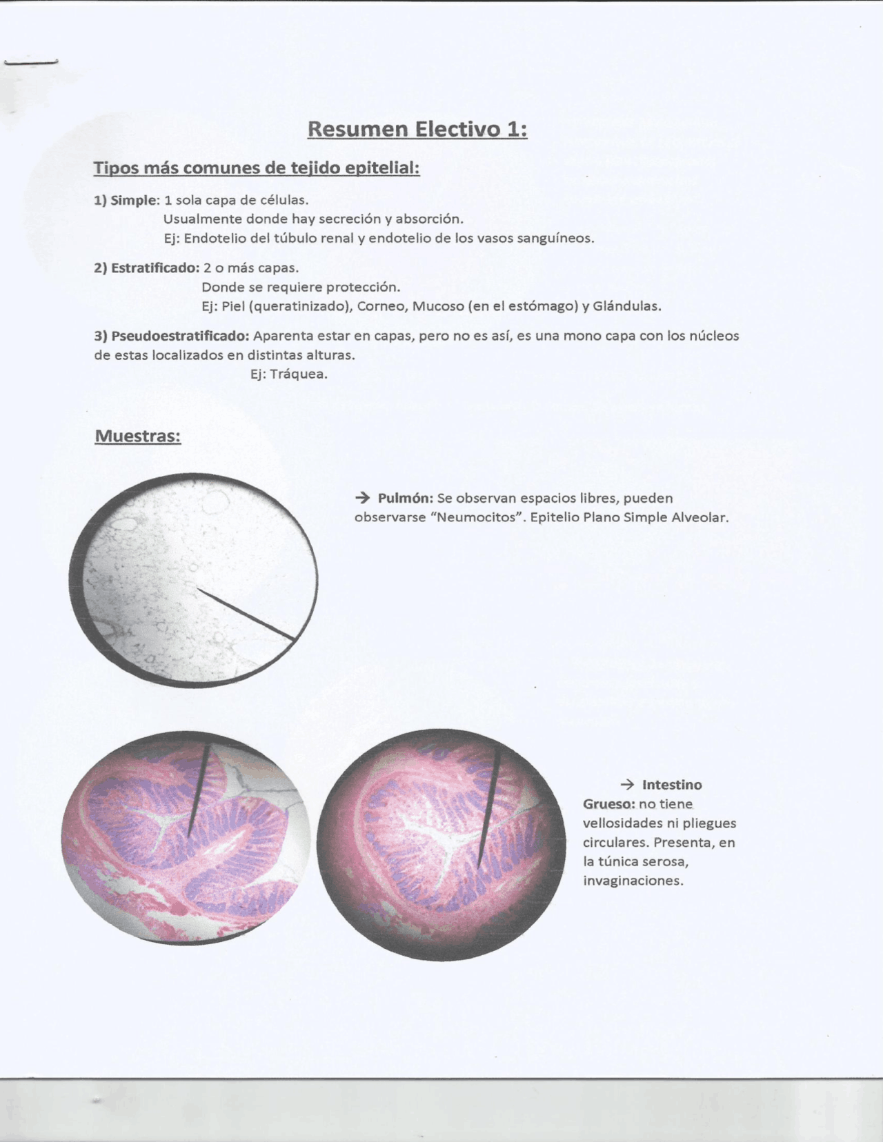 Apuntes Histoembriologia Apuntes De Histología Docsity