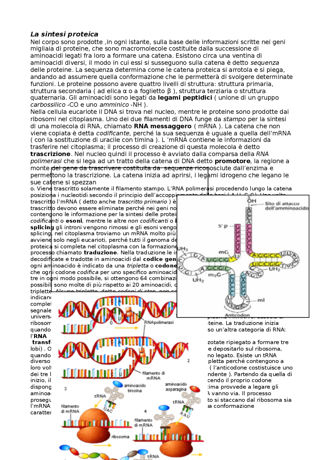 Appunti Semplici E Con Immagini Sulla Sintesi Proteica Docsity