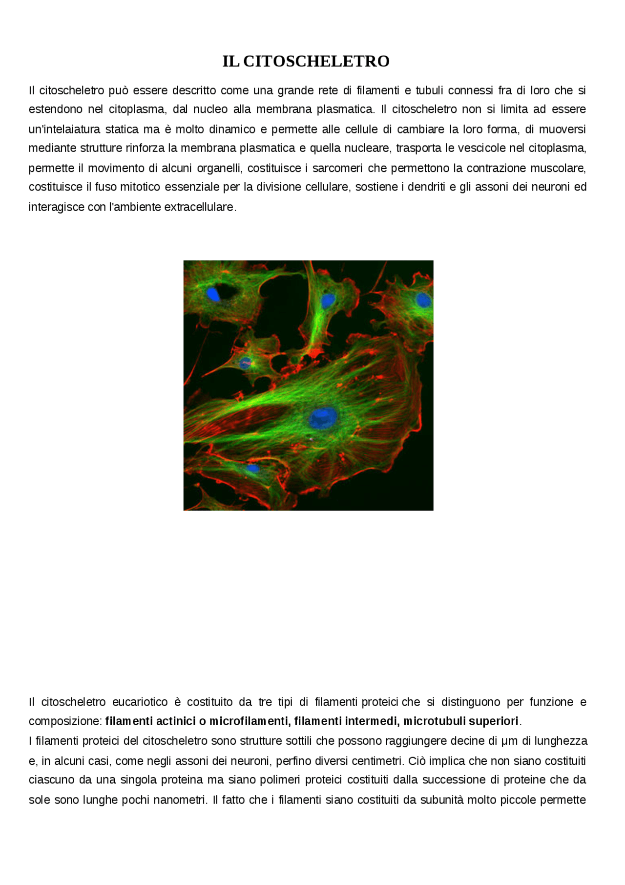 Il citoscheletro : struttura e funzione - Docsity
