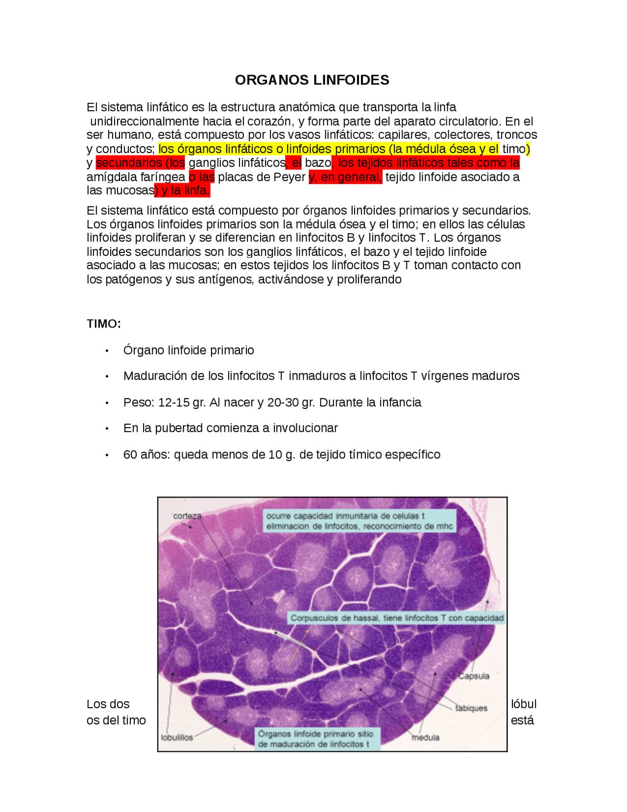 Histologia de los organos linfoides | Apuntes de Anatomía | Docsity