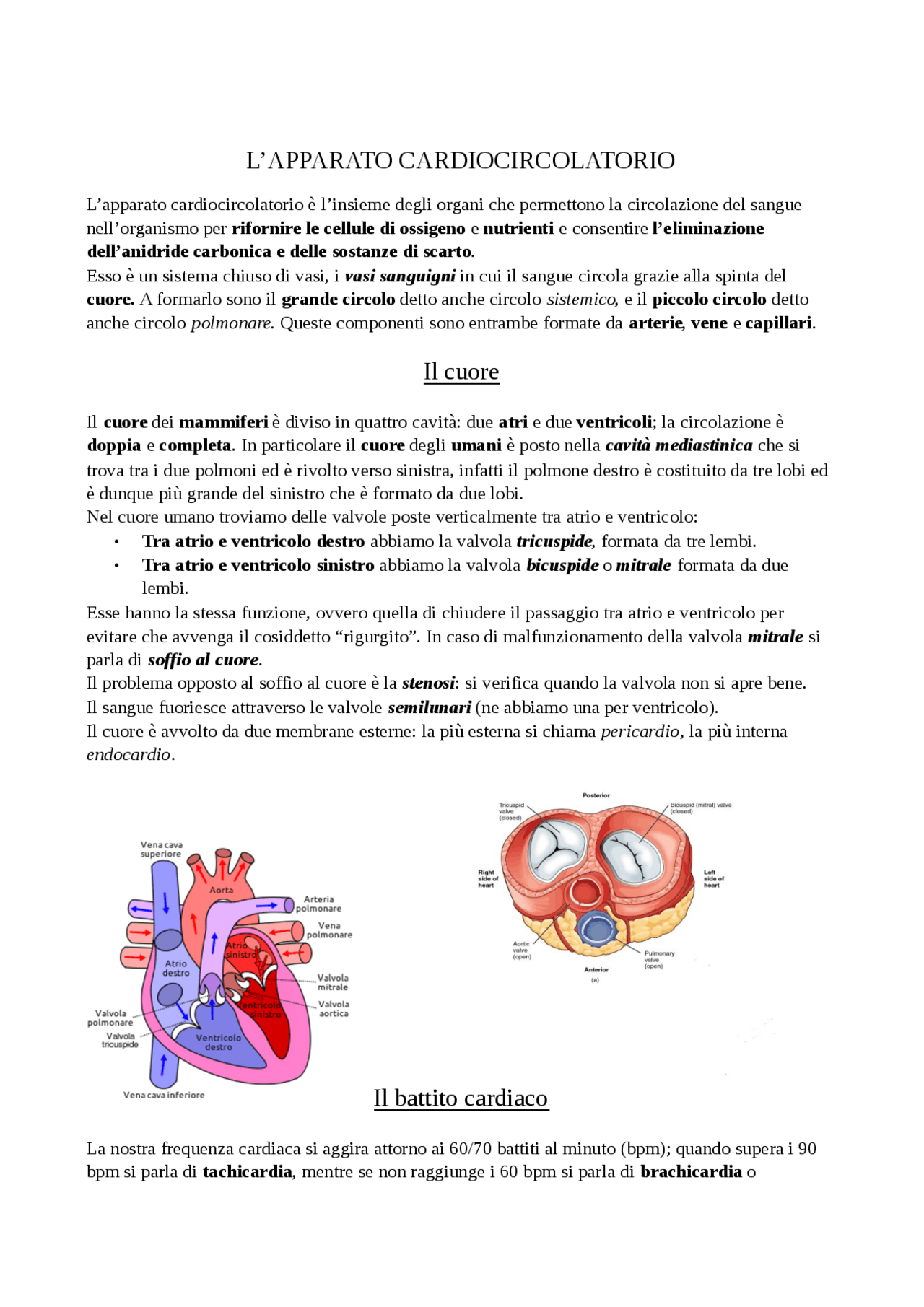 Apparato Cardiocircolatorio Appunti Di Biologia Docsity