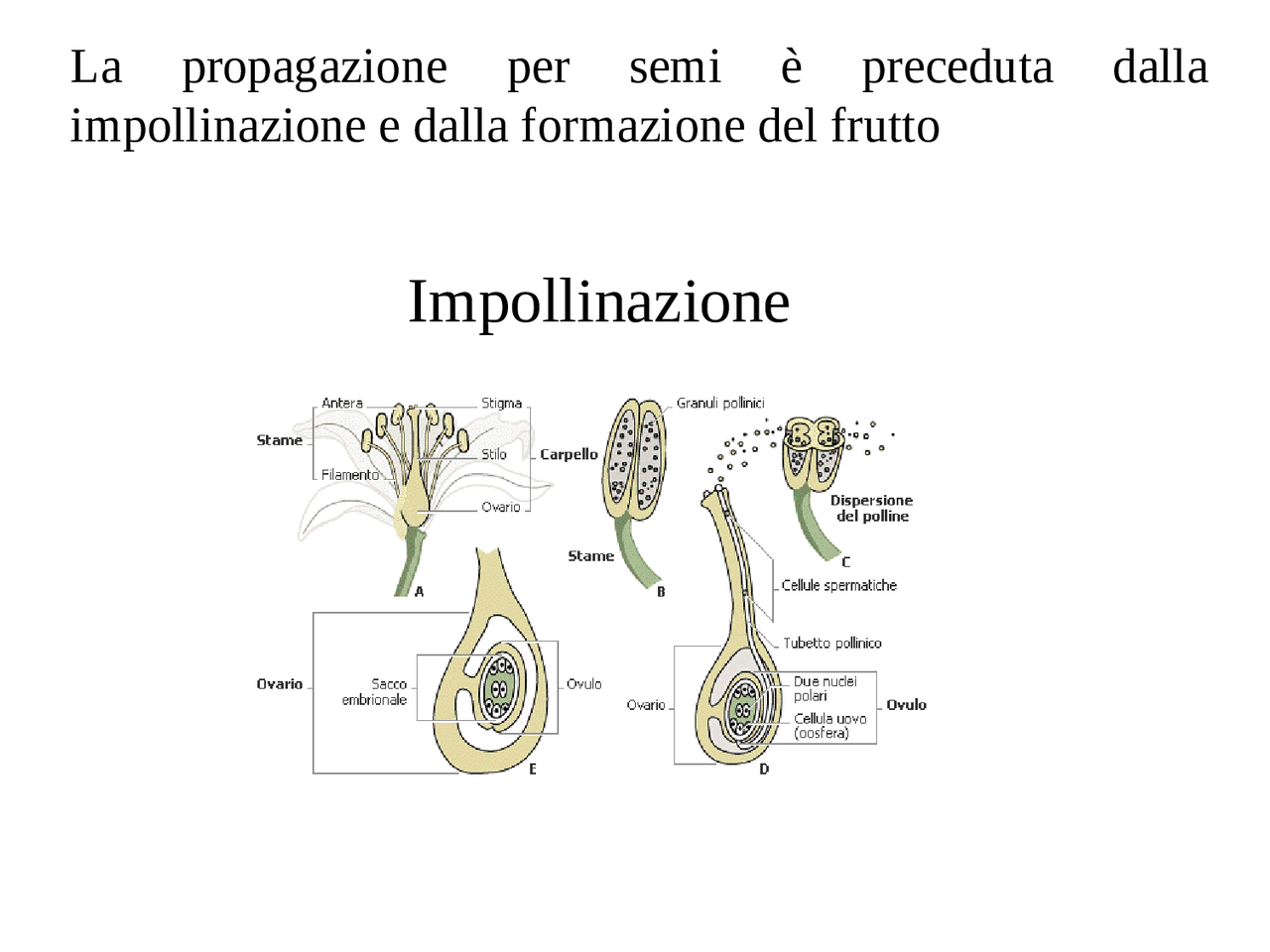 Impollinazione dei fiori - Docsity