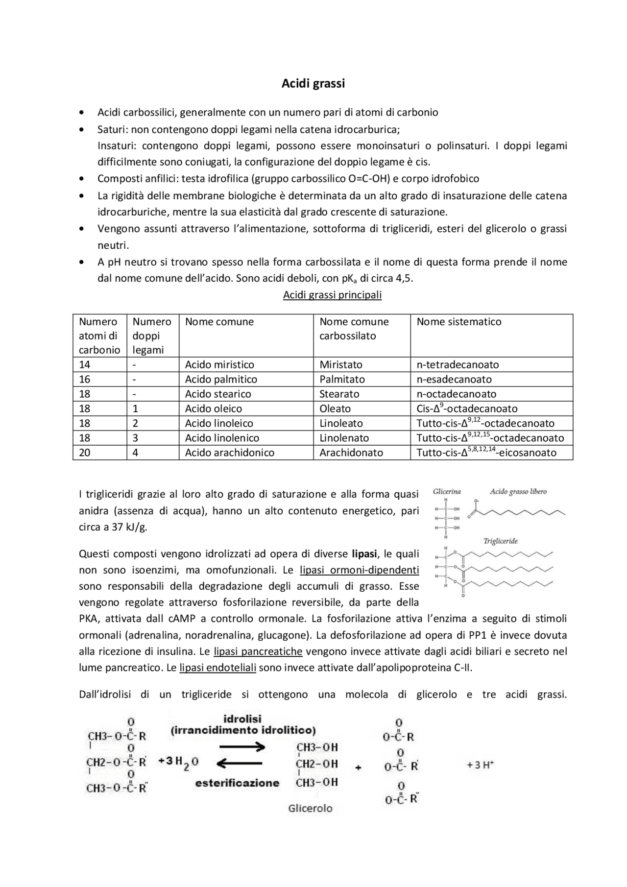 Metabolismo Degli Acidi Grassi Docsity