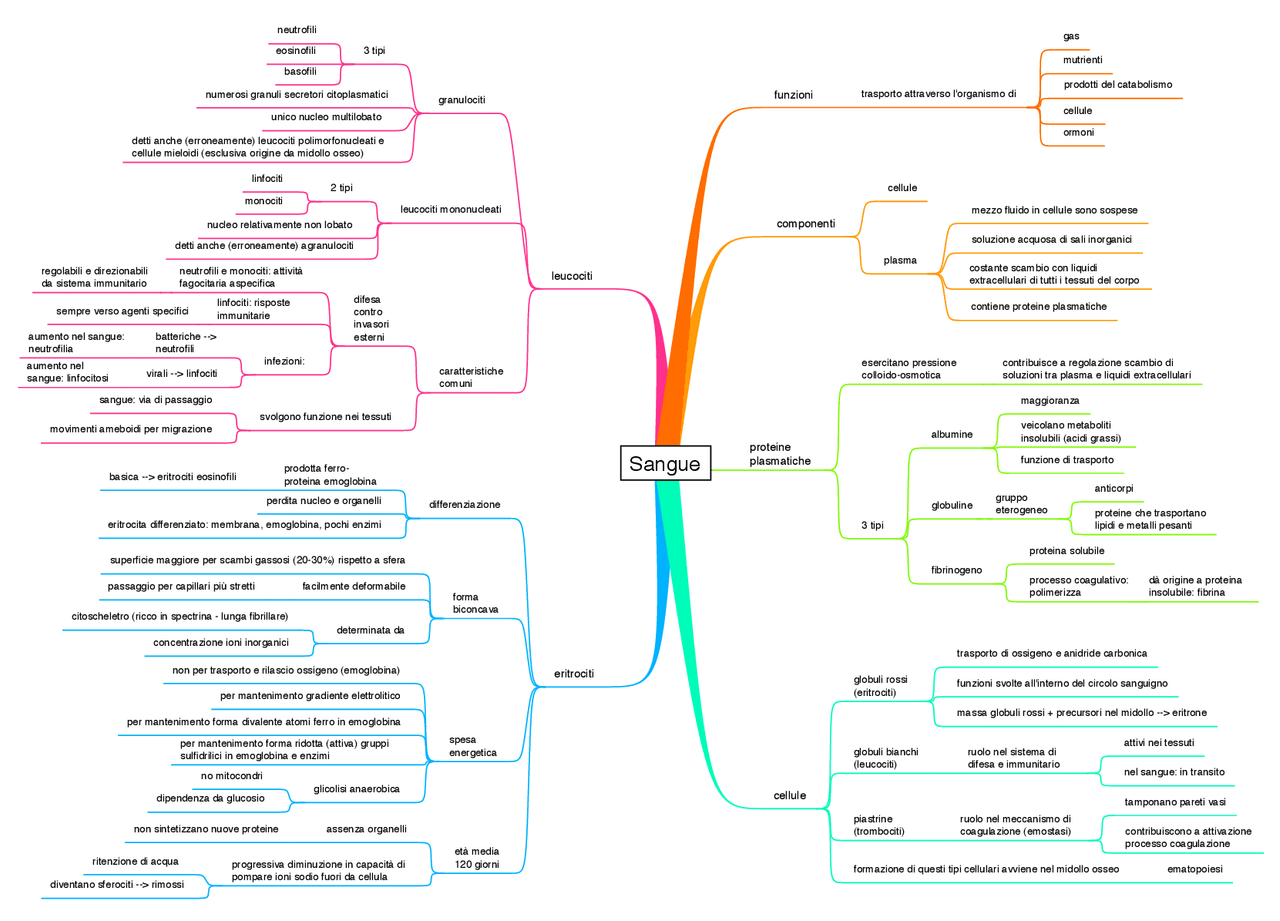 Mappa Concettuale Sangue Docsity